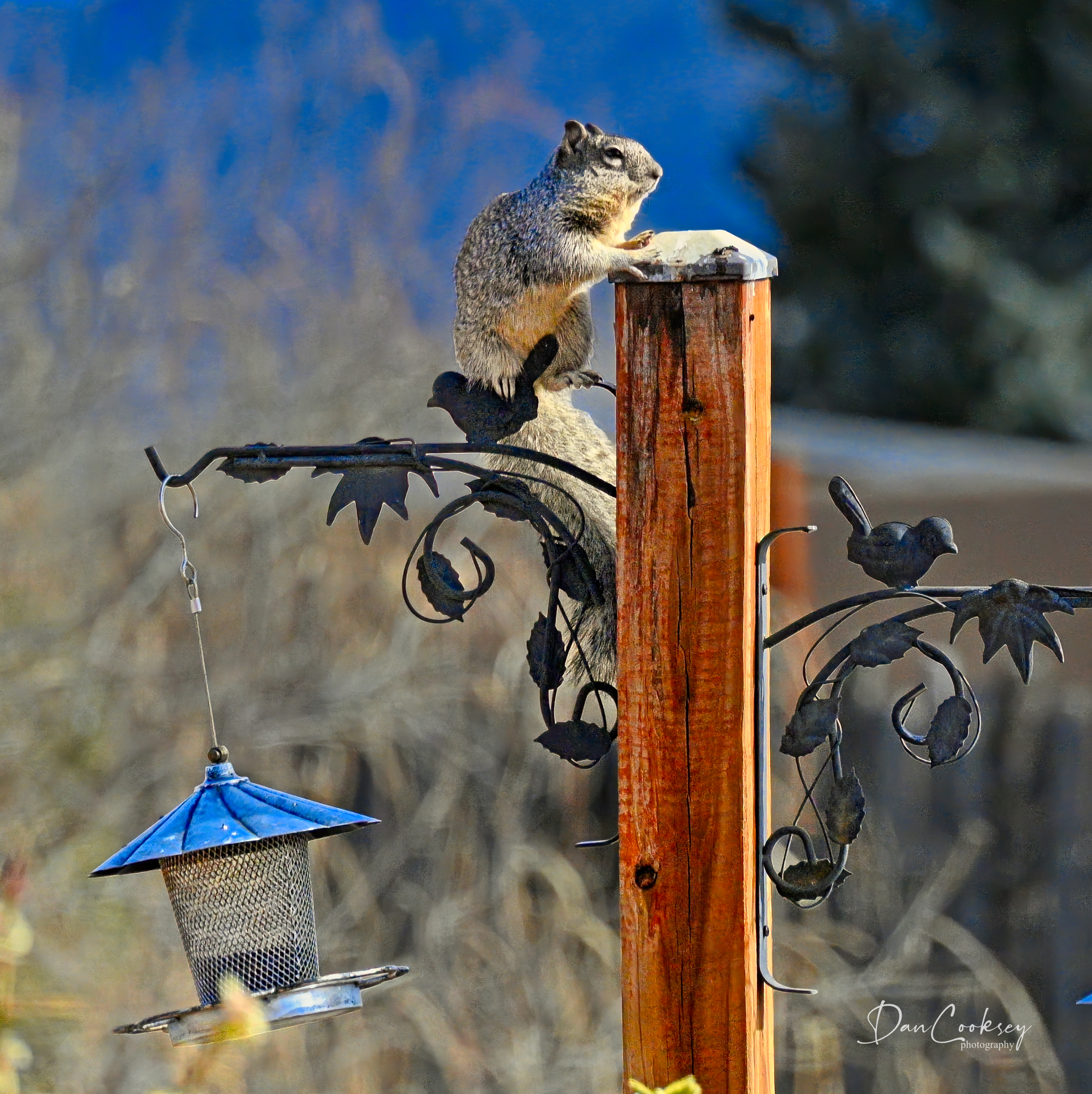 Thief With A Fuzzy Tail | Dan and Betty's Place